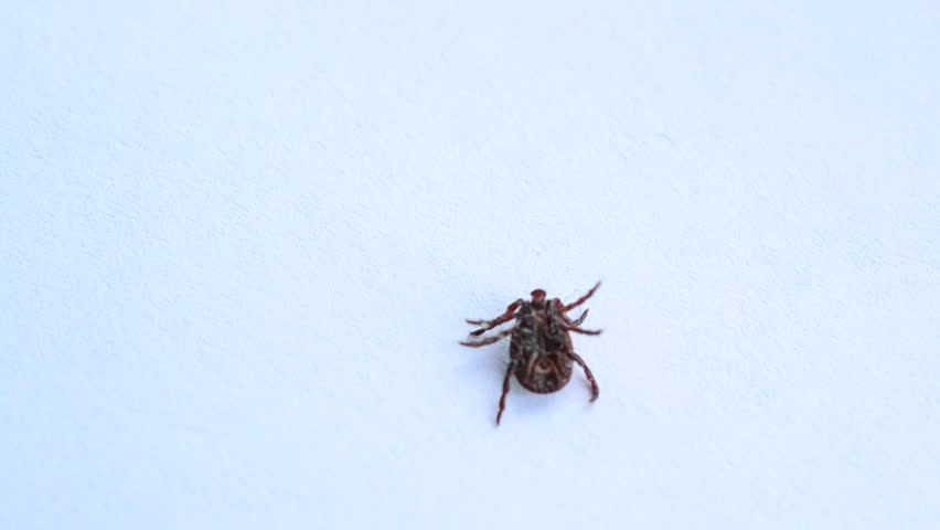 Paralysis Ticks, Also Called Dog Ticks, Shell-back Ticks Or Scrub Ticks ...