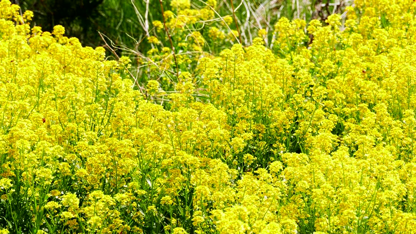 Wild Mustard Weed Field, Bees Stock Footage Video (100% Royalty-free ...