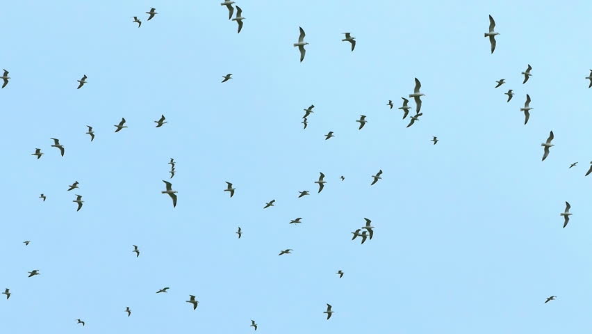 Flying Flock Of Pigeons. Migration Of Big Birds Flying Into Formation ...