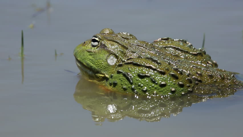 Male African Giant Bullfrog (pyxicephalus Stock Footage Video (100% ...