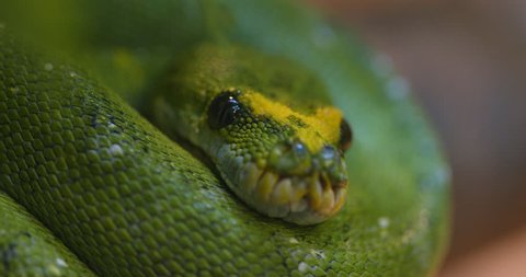 Green Tree Python Stock Video Footage - 4K and HD Video Clips ...