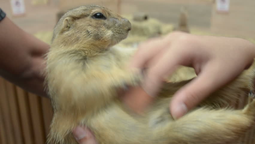 Chipmunk Stock Footage Video | Shutterstock