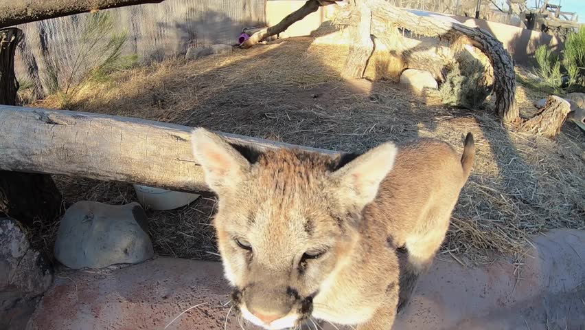 Mountain Lion Cub Swipes At Gopro Playfully Hitting It Stock Footage ...