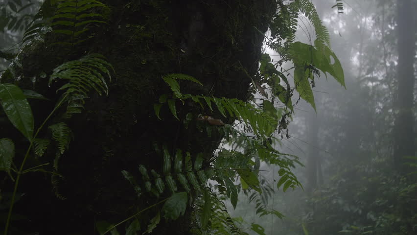 A Medium Shot of a Stock Footage Video (100% Royalty-free) 1007772808 ...