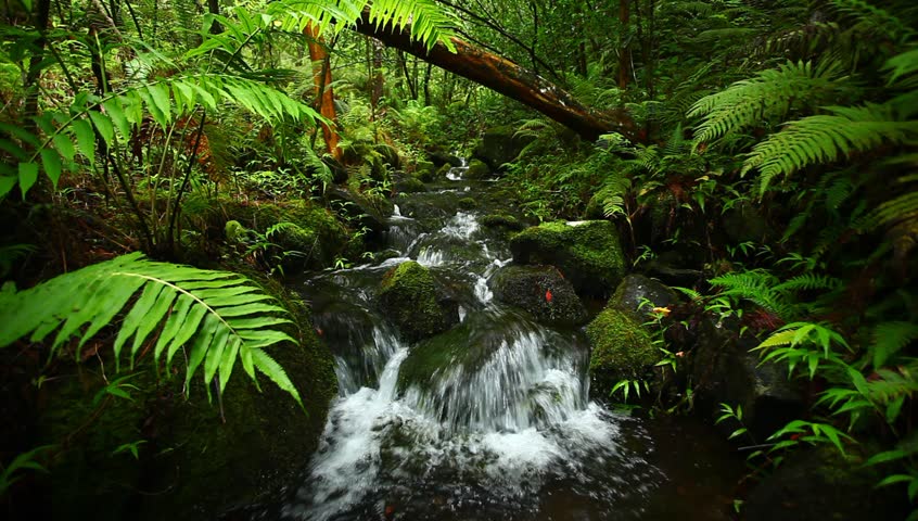 Stock Video Clip of Lush Tropical Stream | Shutterstock