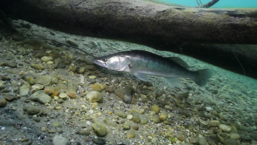 Zander - Sander lucioperca image - Free stock photo - Public Domain ...