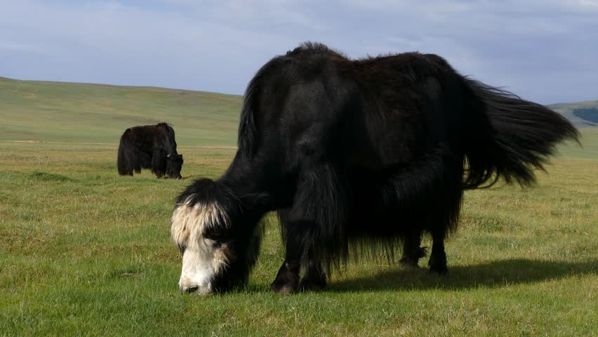 Shaggy Cattle livestock image - Free stock photo - Public Domain photo ...
