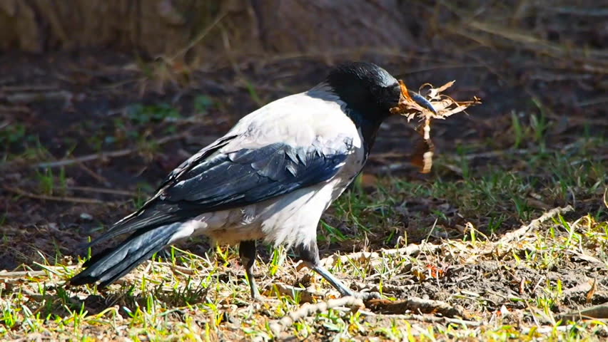 Crow standing on a branch image - Free stock photo - Public Domain ...