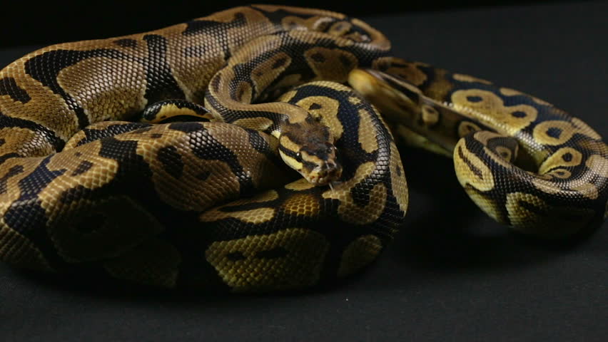 Pythons Stock Video Footage - 4K and HD Video Clips | Shutterstock