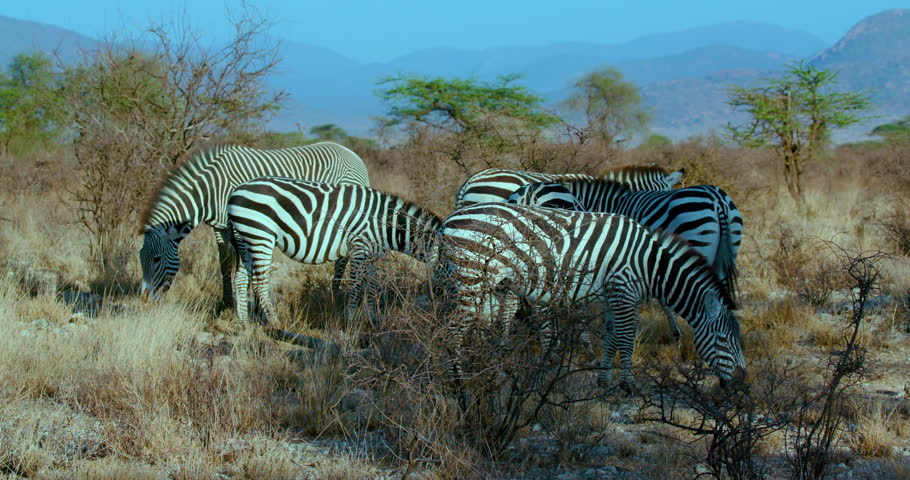 Grevy's Zebra image - Free stock photo - Public Domain photo - CC0 Images