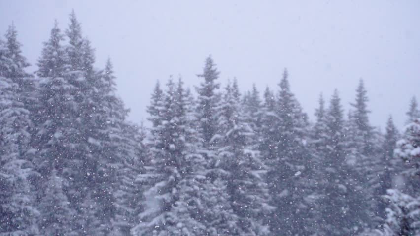Winter Snow Fall in the Stock Footage Video (100% Royalty-free ...