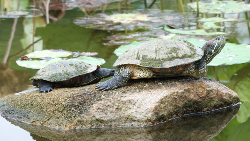 Turtle sunbathing on rock image - Free stock photo - Public Domain ...