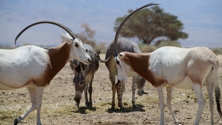 Antelope with horns image - Free stock photo - Public Domain photo ...