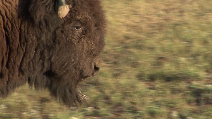 Bellows Stock Video Footage - 4K and HD Video Clips | Shutterstock