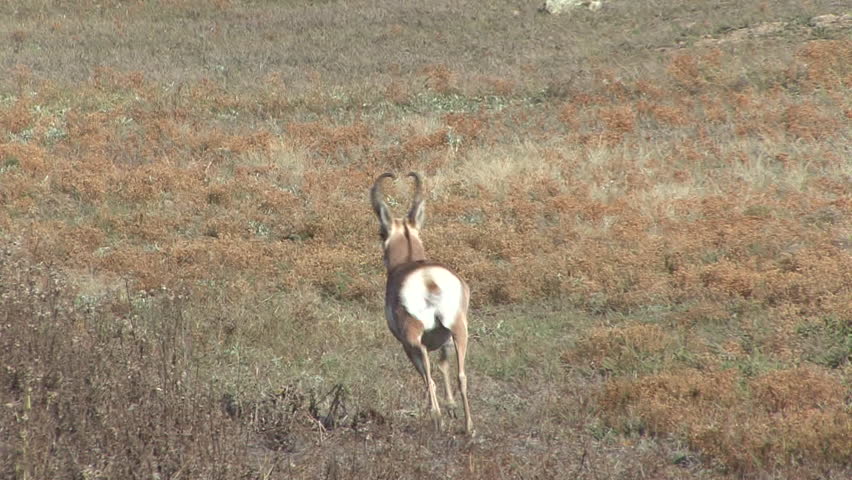 Pronghorn Antelope Buck Male Adult Stock Footage Video (100% Royalty ...