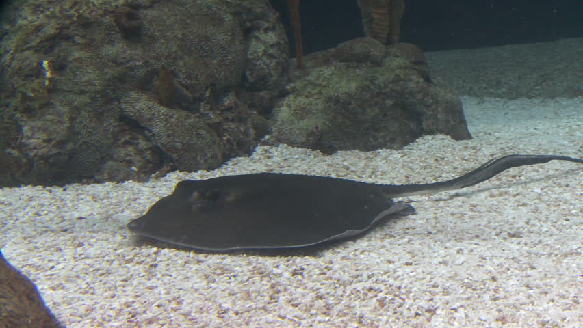 Southern Stingray image - Free stock photo - Public Domain photo - CC0 ...