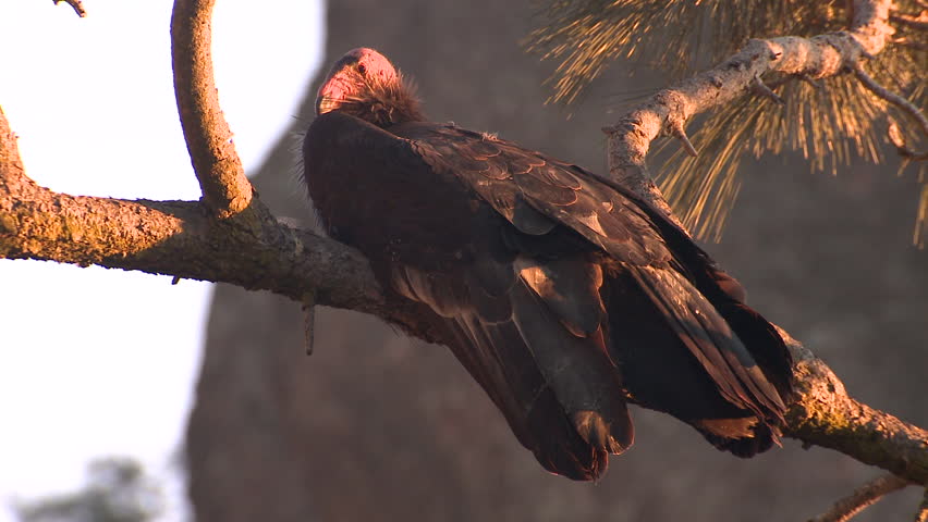 Condor Stock Video Footage - 4K and HD Video Clips | Shutterstock