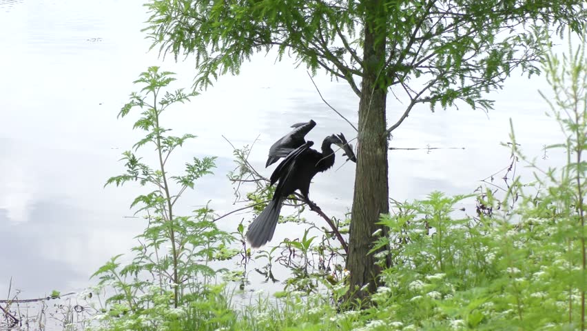 Anhinga Bird image - Free stock photo - Public Domain photo - CC0 Images