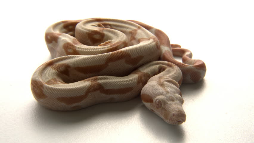 Boa Constrictor image - Free stock photo - Public Domain photo - CC0 Images