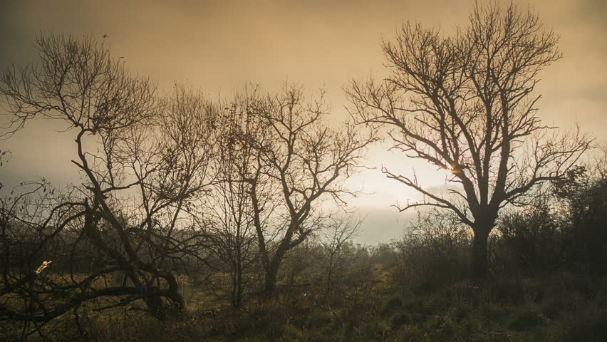 Sunset beyond the tree image - Free stock photo - Public Domain photo ...