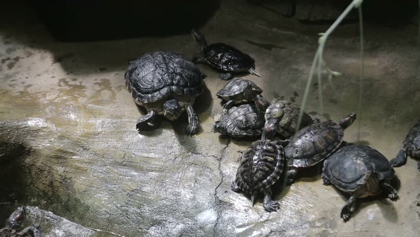 Large Turtle and Small Turtle image - Free stock photo - Public Domain ...