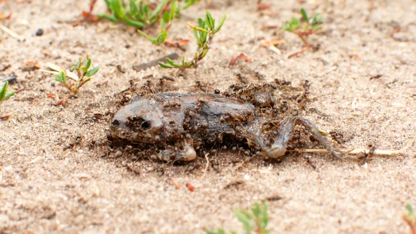 Frog of Death image - Free stock photo - Public Domain photo - CC0 Images