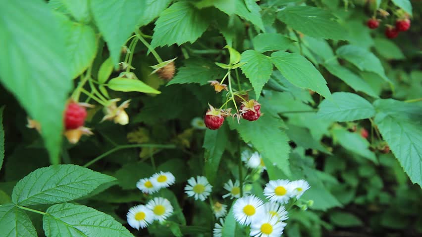 Boxes of Raspberries image - Free stock photo - Public Domain photo ...