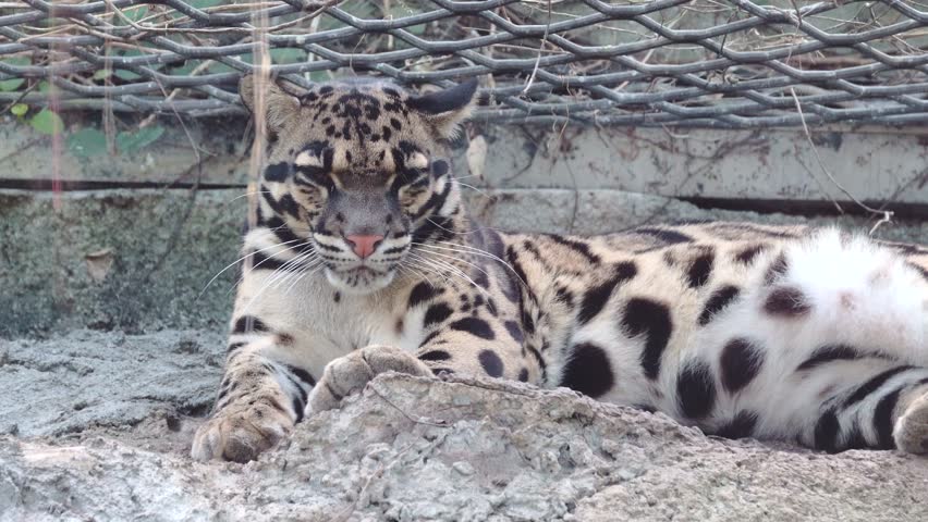 Clouded Leopard image - Free stock photo - Public Domain photo - CC0 Images