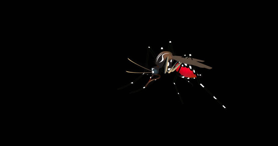 Cartoon Mosquito Stock Video Footage - 4K and HD Video Clips | Shutterstock
