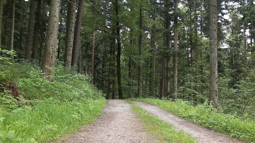 Spring In The Black Forest, Germany. Lovely Day In The Fresh Green ...