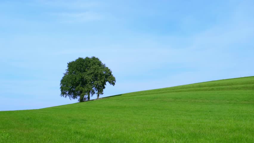 Tree in the middle of the field image - Free stock photo - Public ...