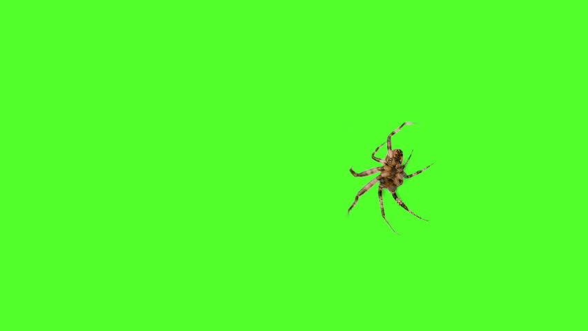 Spider Runs On the Screen Stock Footage Video (100% Royalty-free ...