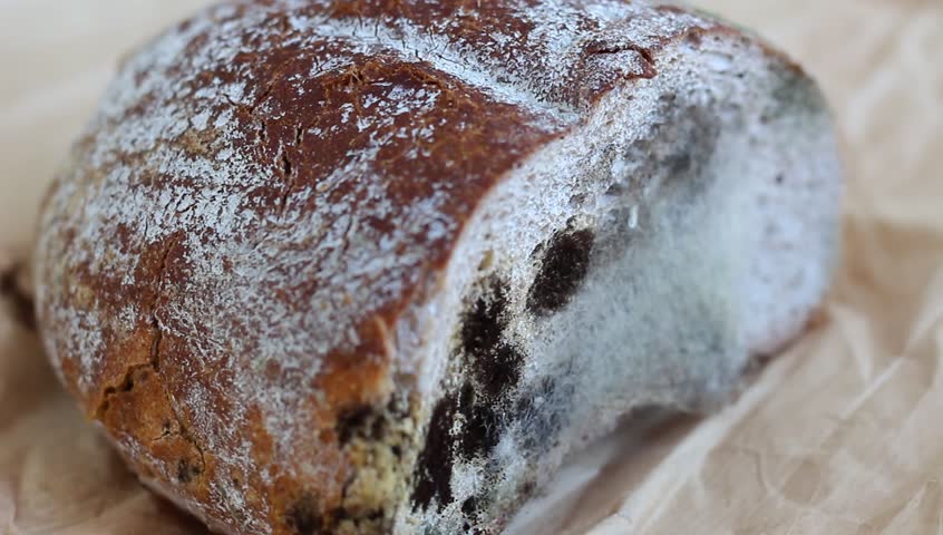 Mold On Bread. Moldy Food. Stock Footage Video (100% Royalty-free ...