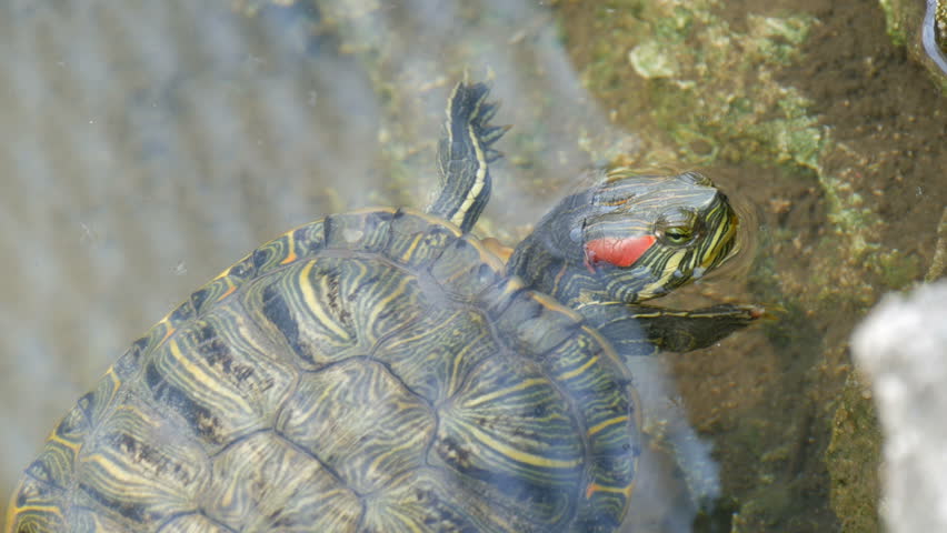 Red Bellied Turtle image - Free stock photo - Public Domain photo - CC0 ...