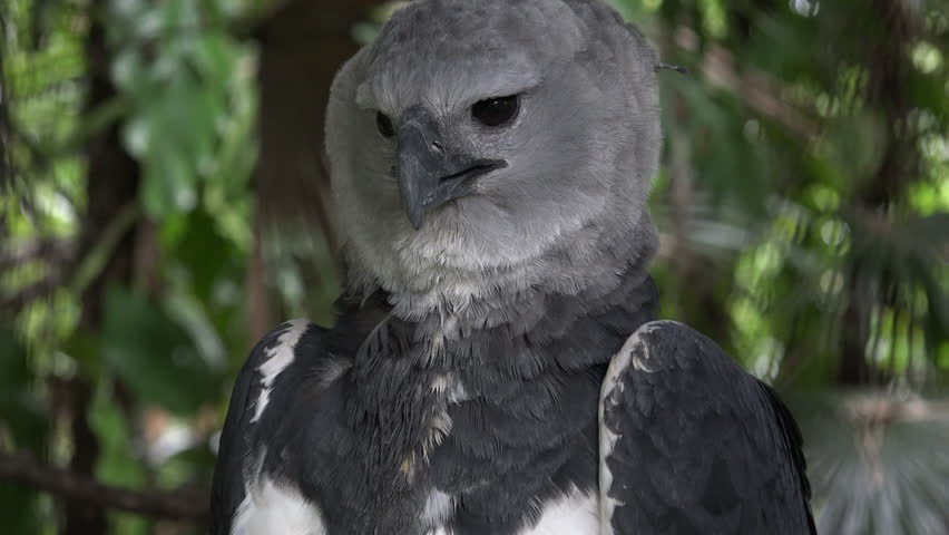 Harpy Eagle Stock Video Footage - 4K and HD Video Clips | Shutterstock