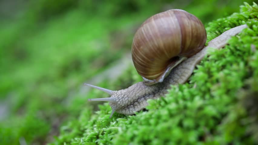 A large snail image - Free stock photo - Public Domain photo - CC0 Images