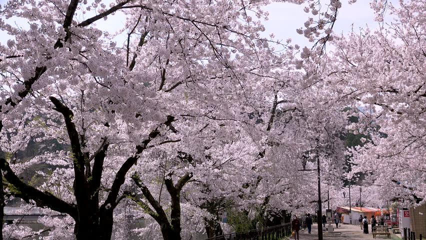 Beautiful Cherry Blossom Scenery