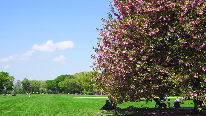 Cherry Blossoms Tree Stands On Stock Footage Video (100% Royalty-free ...