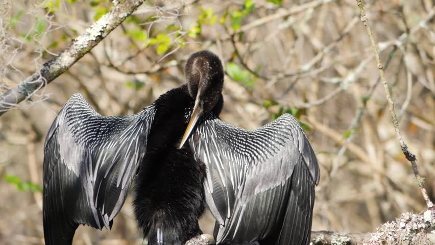 Anhinga image - Free stock photo - Public Domain photo - CC0 Images