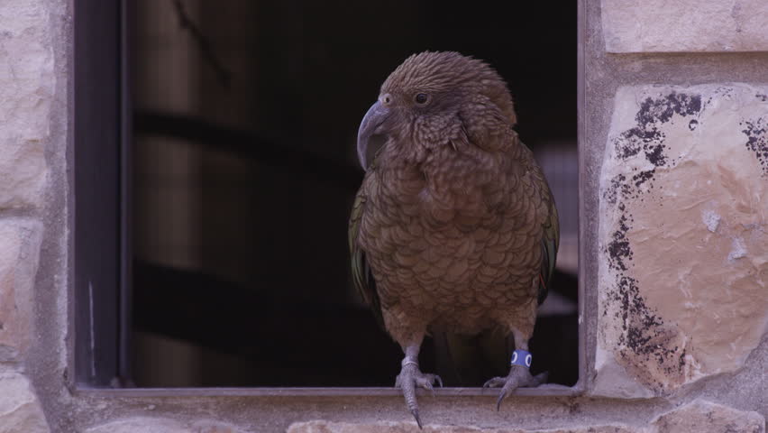 Kea Wing in New Zealand image - Free stock photo - Public Domain photo ...