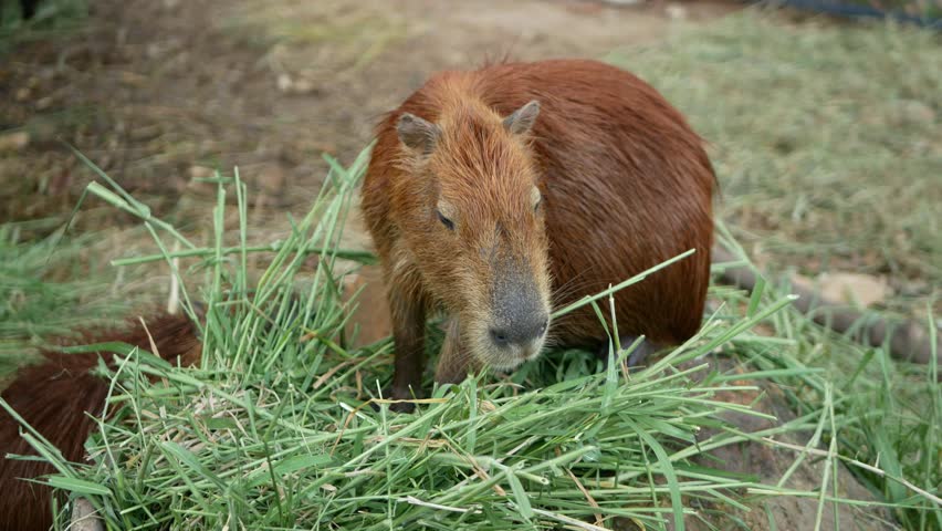 Capybara image - Free stock photo - Public Domain photo - CC0 Images