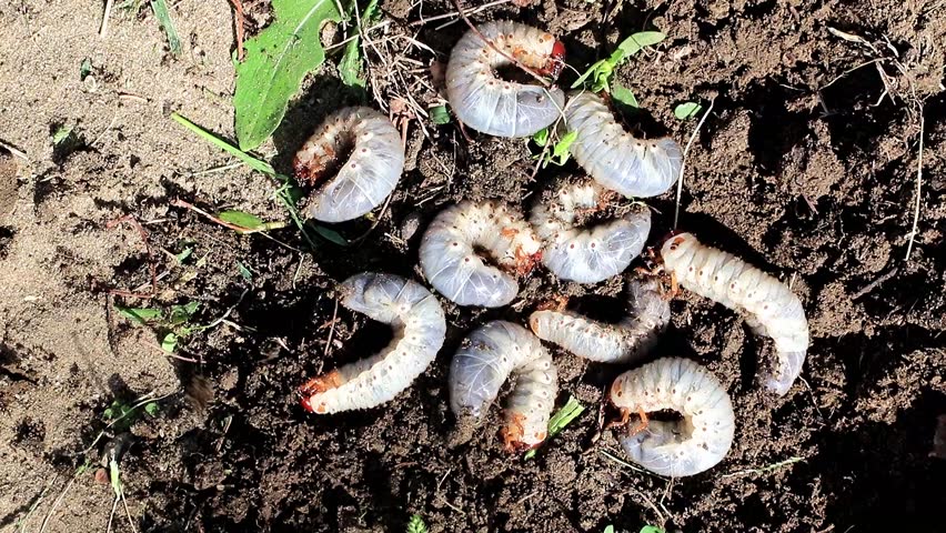 Garden Larvae Identification