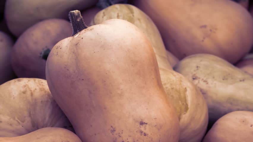 Pumpkin and Squash in a pile image - Free stock photo - Public Domain ...