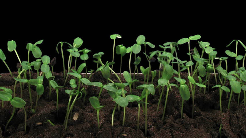 Time-lapse of Germinating Sunflower Seeds Stock Footage Video (100% ...