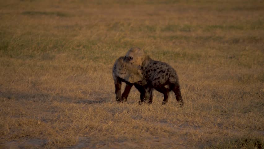 Two Hyenas in the Wild image - Free stock photo - Public Domain photo ...