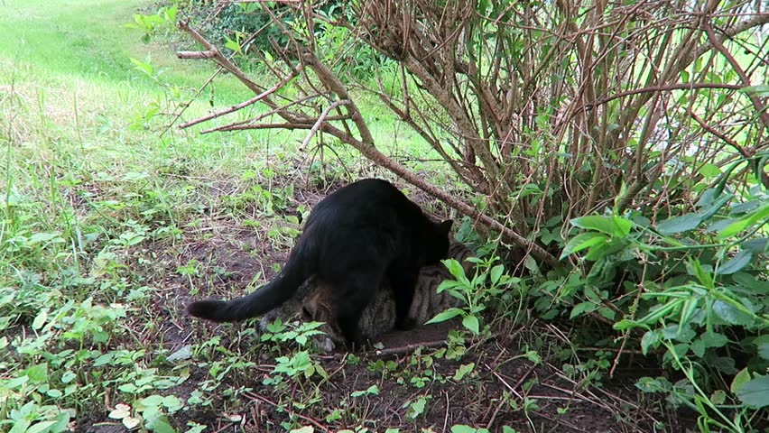 Stock video of two cats in mating, cat in | 10193318 | Shutterstock