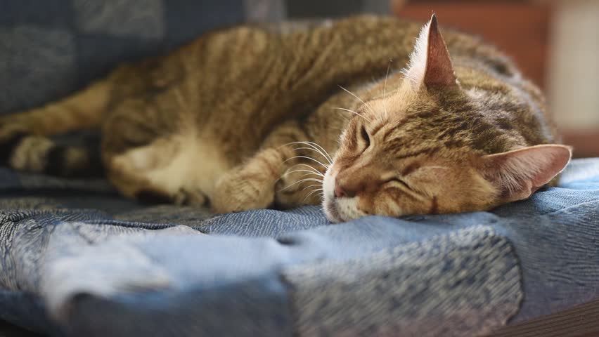 Cat sleeping on a chair image - Free stock photo - Public Domain photo ...