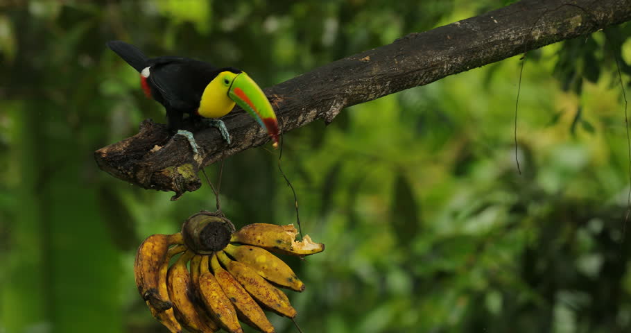 Keel Billed Toucan - Ramphastos sulfuratus image - Free stock photo ...