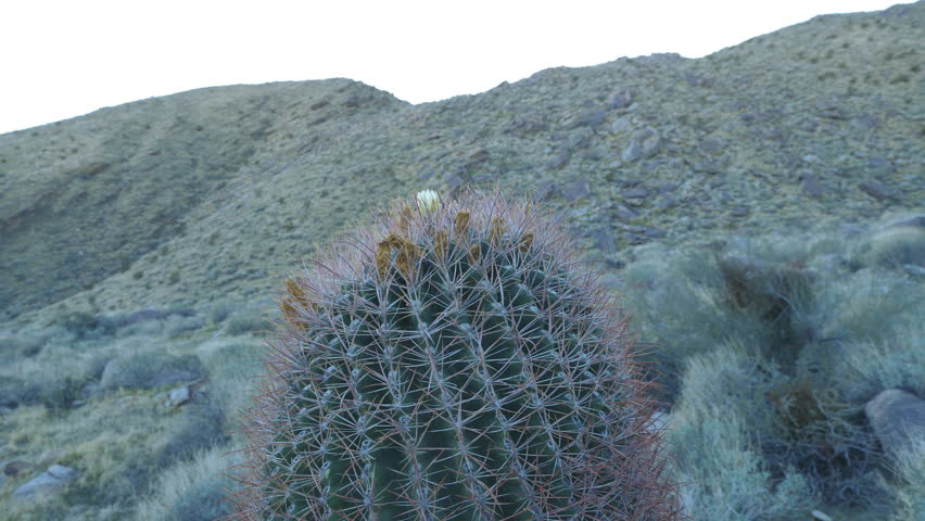 A barrel Cactus with red spikes image - Free stock photo - Public ...