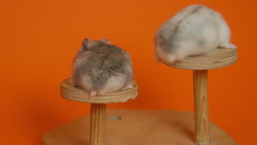 Hamster Standing Up image - Free stock photo - Public Domain photo ...